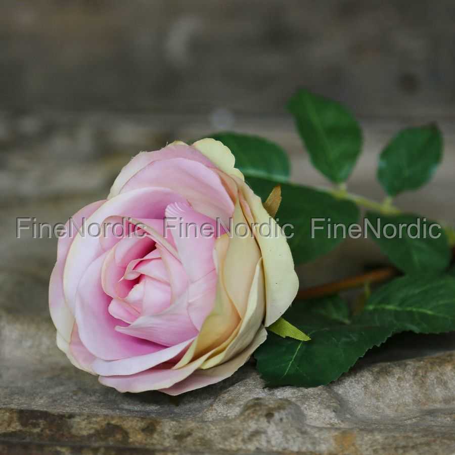 Chic Antique Rose - Antique Rose - H 71 cm